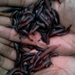 Top Chital Fish Seed Manufacturers in Kolkata near me - Justdial